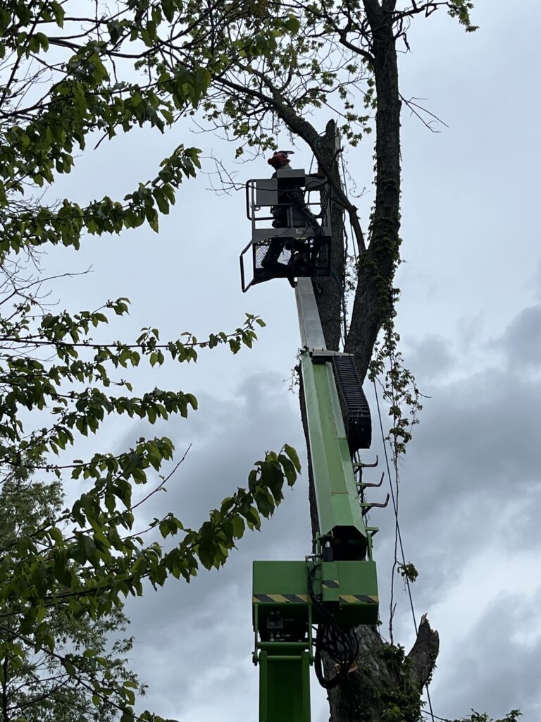 Tree Service Bloomington